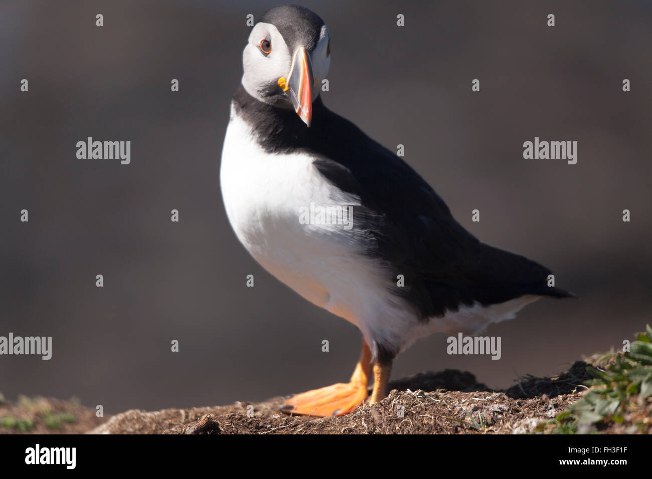 A puffin standing on the ground on the Isle of Man, Scotland Stock ...