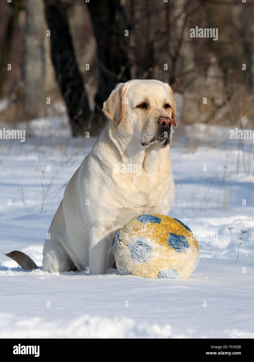 yellow labrador in the snow in winter with a ball Stock Photo - Alamy