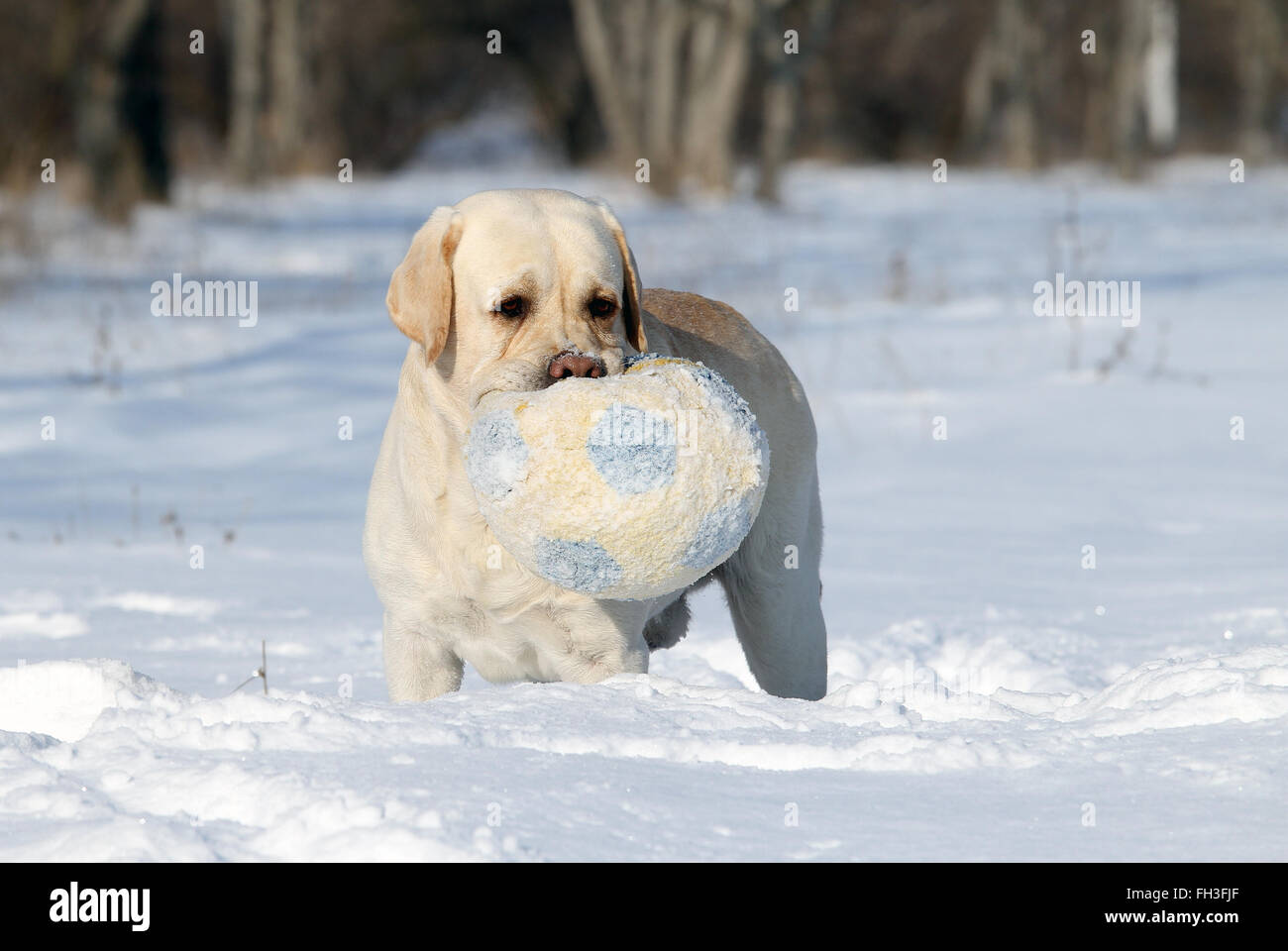 a yellow labrador in the snow in winter with a ball Stock Photo - Alamy