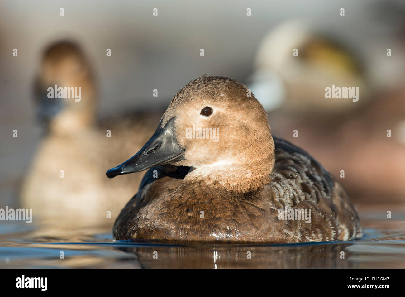 Hen Canvasback Duck Stock Photo - Alamy