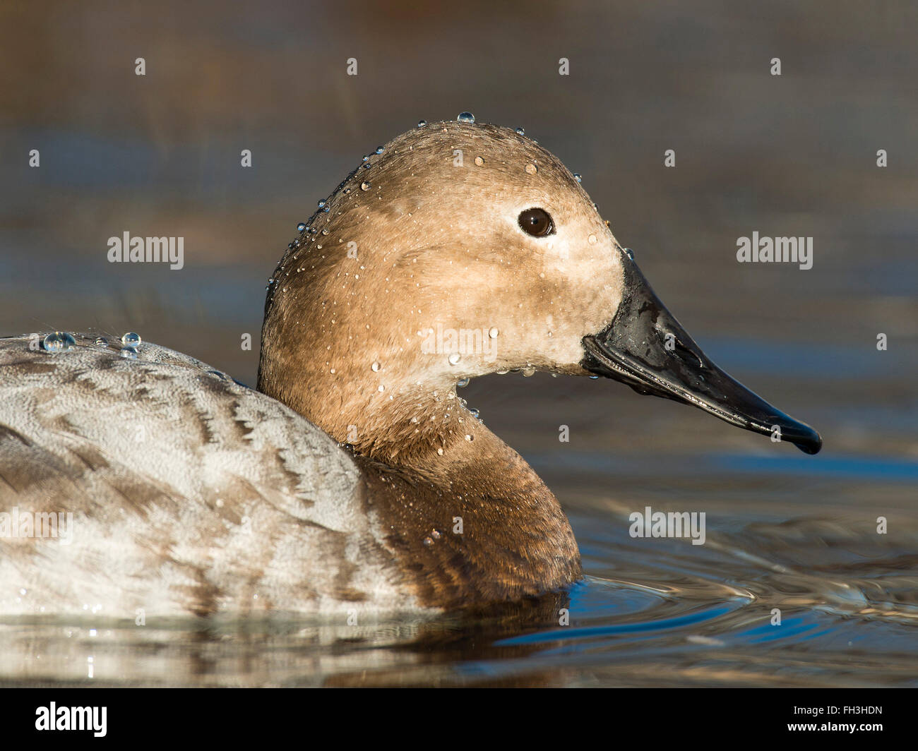 Hen Canvasback Duck Stock Photo - Alamy