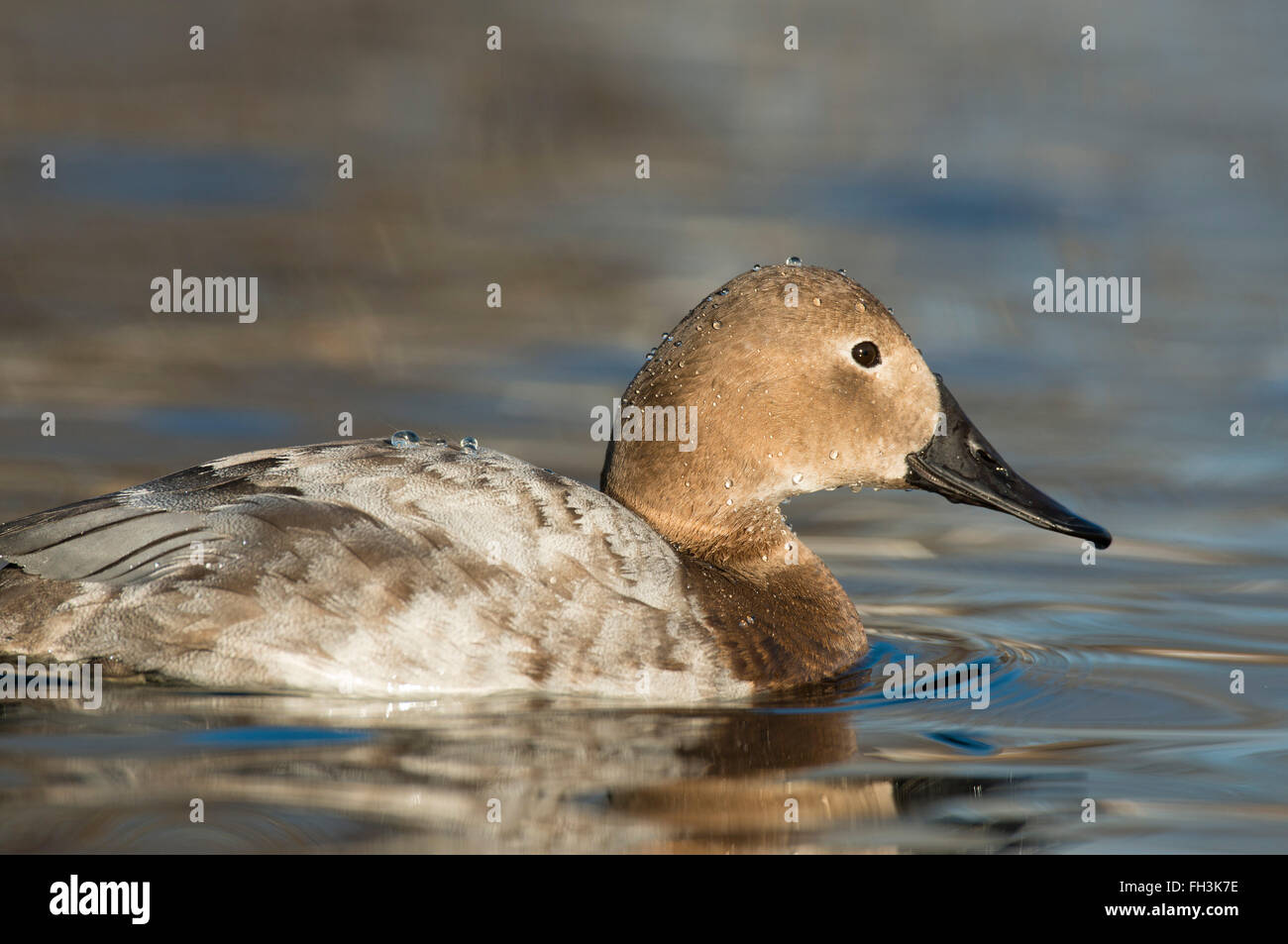 Hen Canvasback Duck