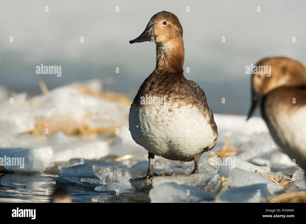 Hen Canvasback Duck Stock Photo - Alamy