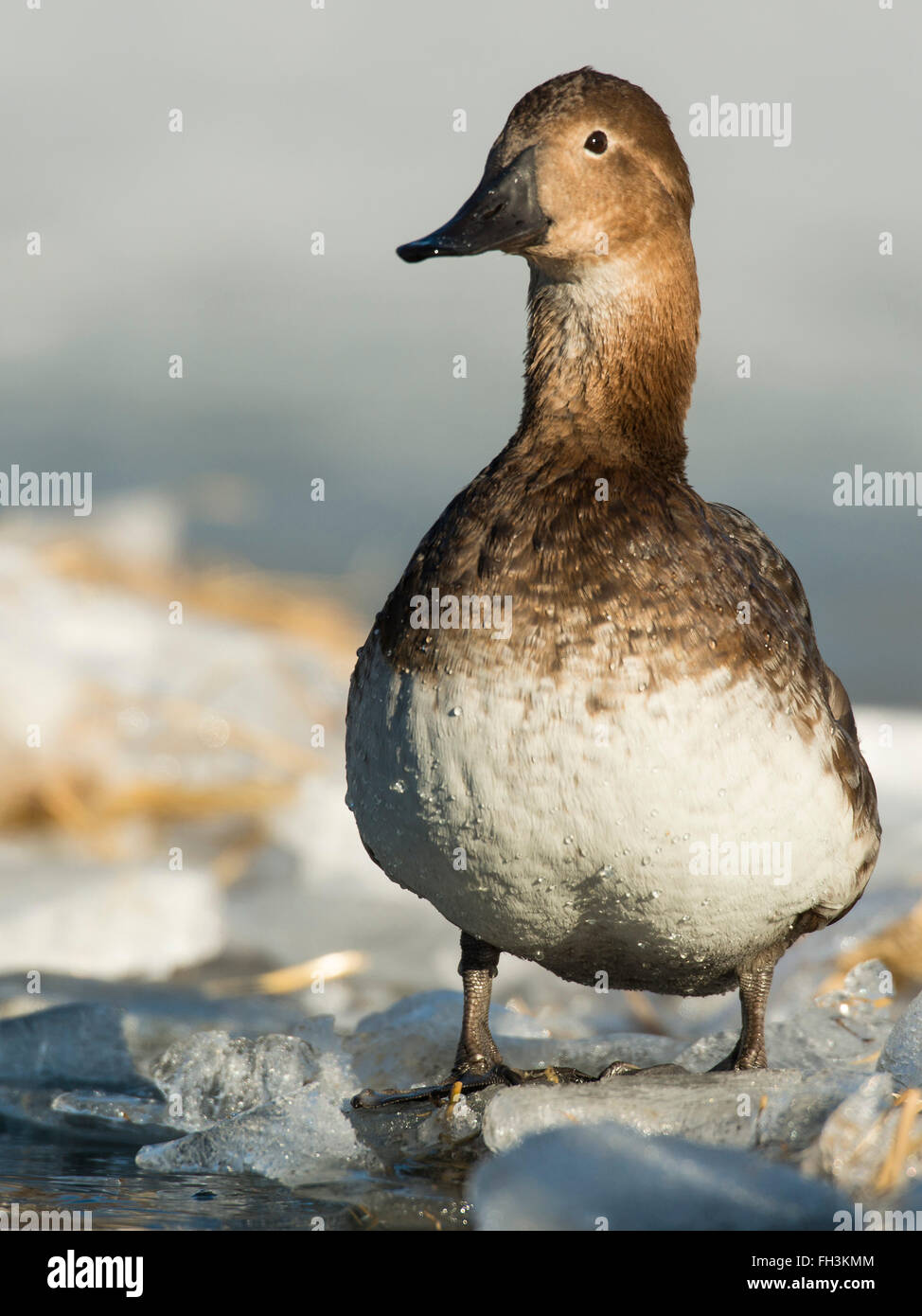 Hen redhead duck hi-res stock photography and images - Alamy