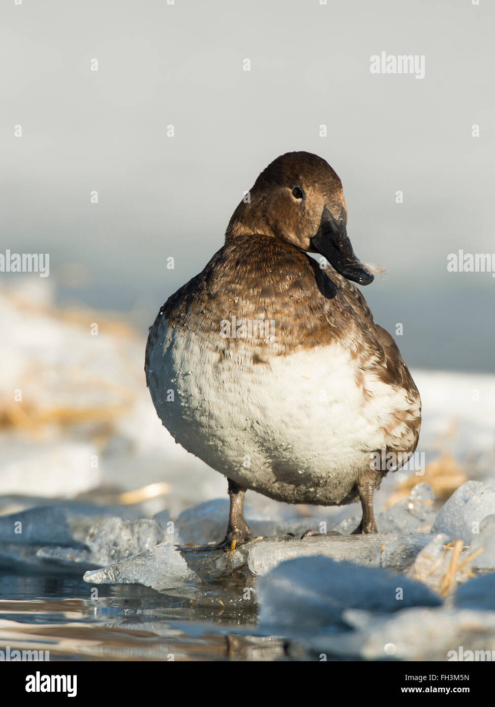 Hen redhead duck hi-res stock photography and images - Alamy
