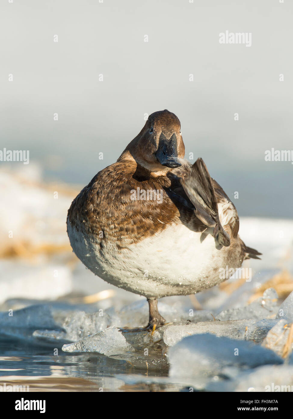 Hen redhead duck hi-res stock photography and images - Alamy