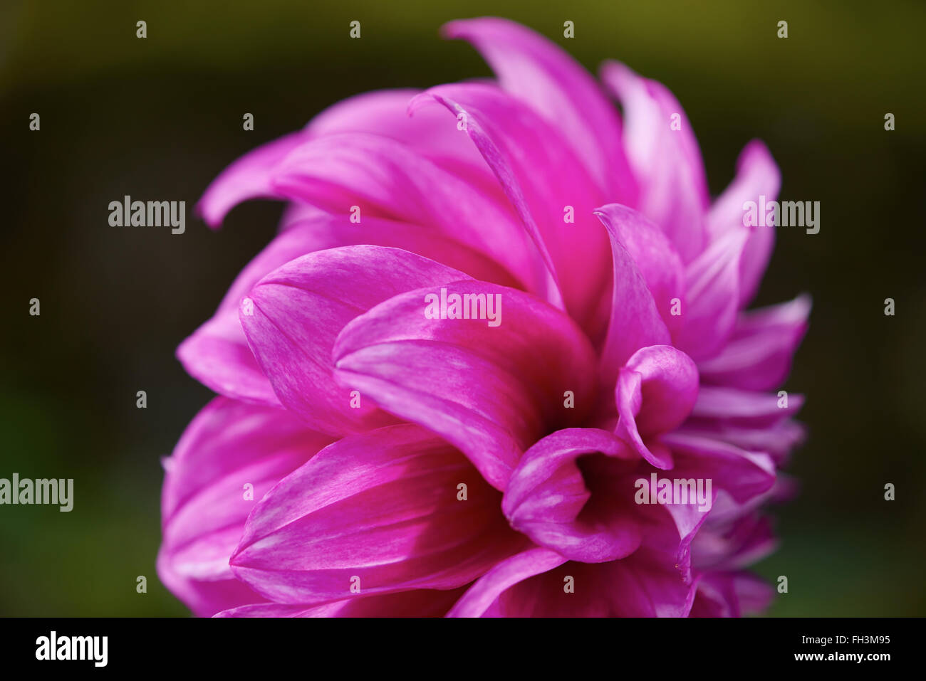 dhalia purple flower Stock Photo - Alamy