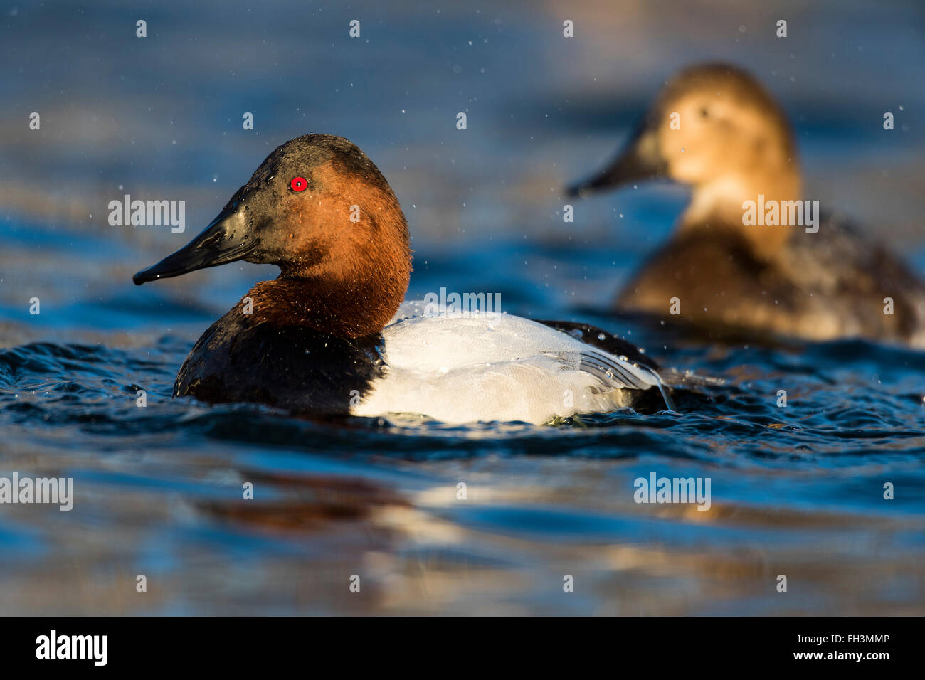 Female canvasback hi-res stock photography and images - Alamy