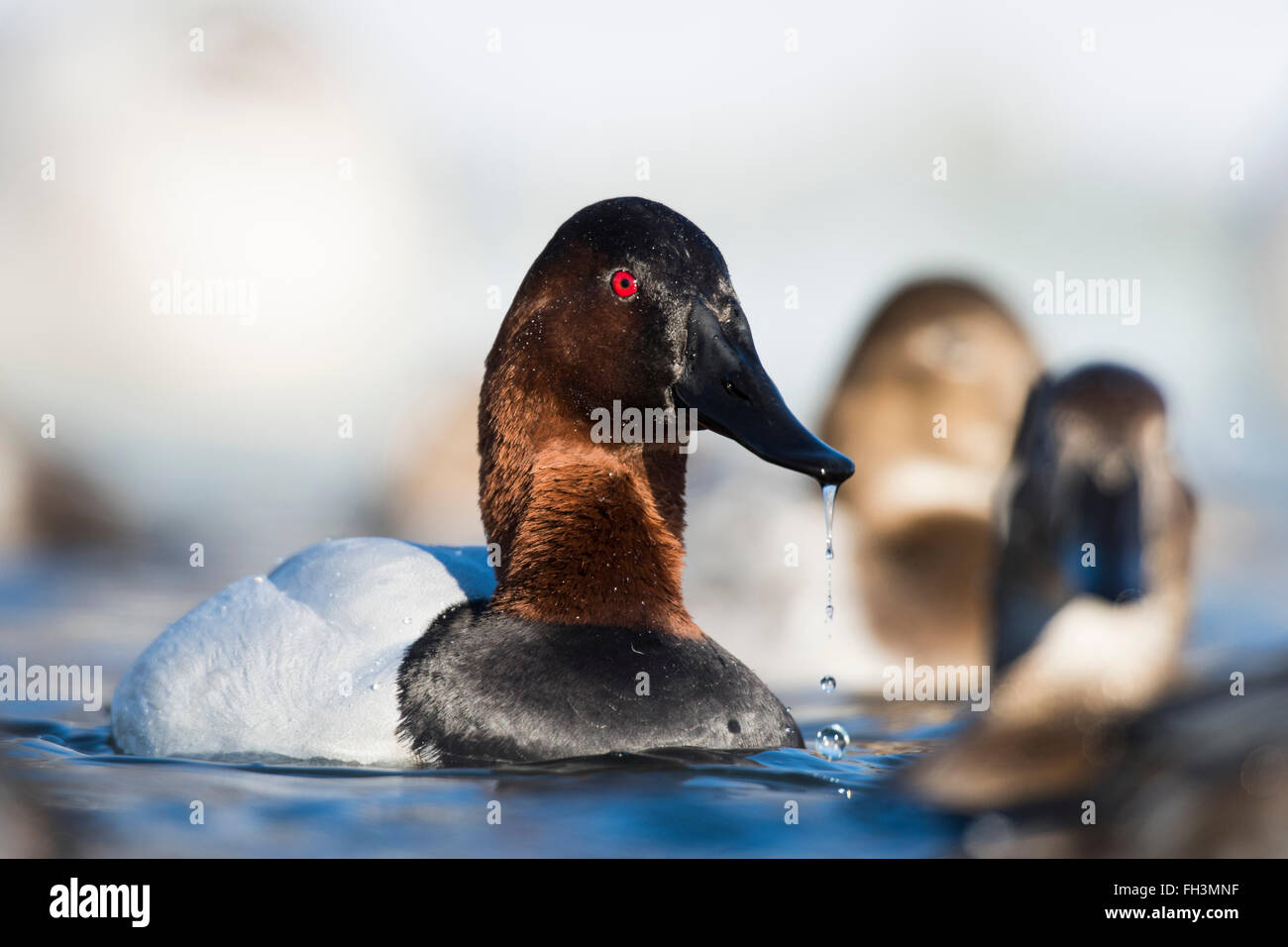 Female canvasback hi-res stock photography and images - Alamy