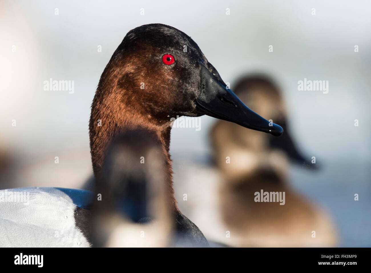 Hen Canvasback Duck Stock Photo - Alamy