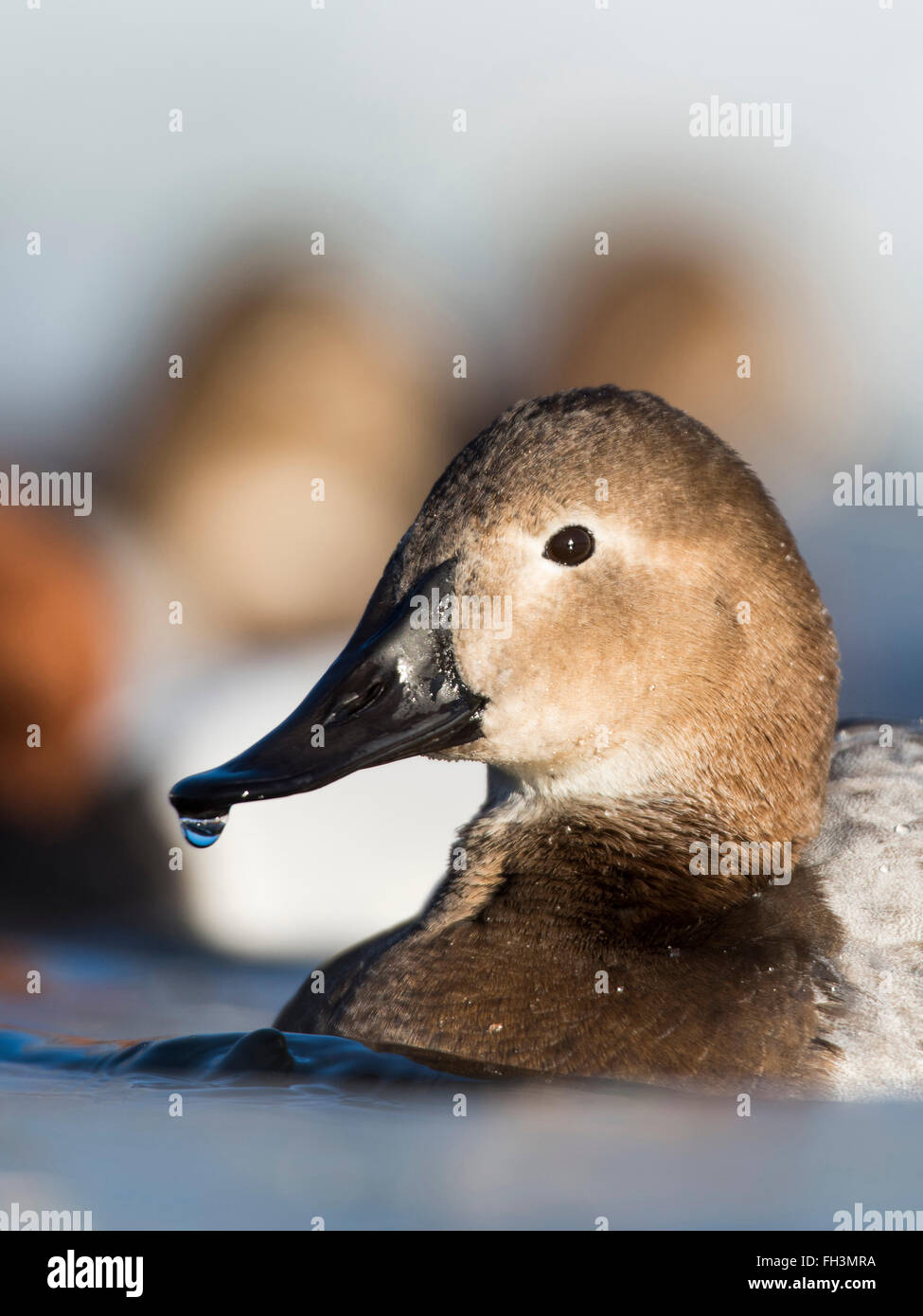 Hen Canvasback Duck Stock Photo - Alamy
