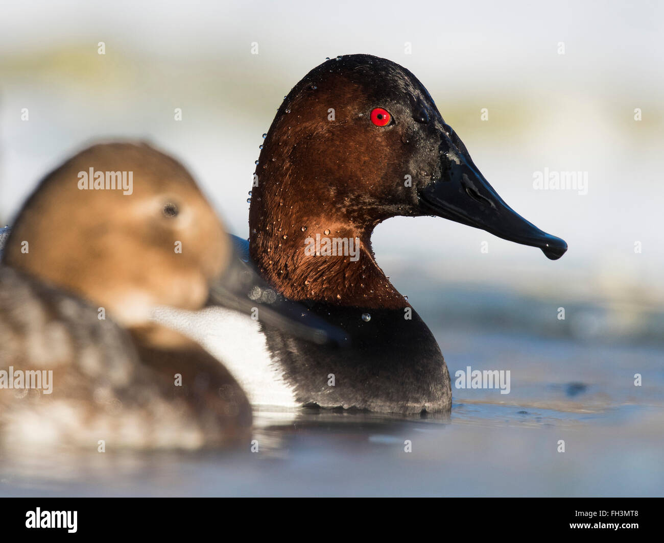 Female canvasback hi-res stock photography and images - Alamy