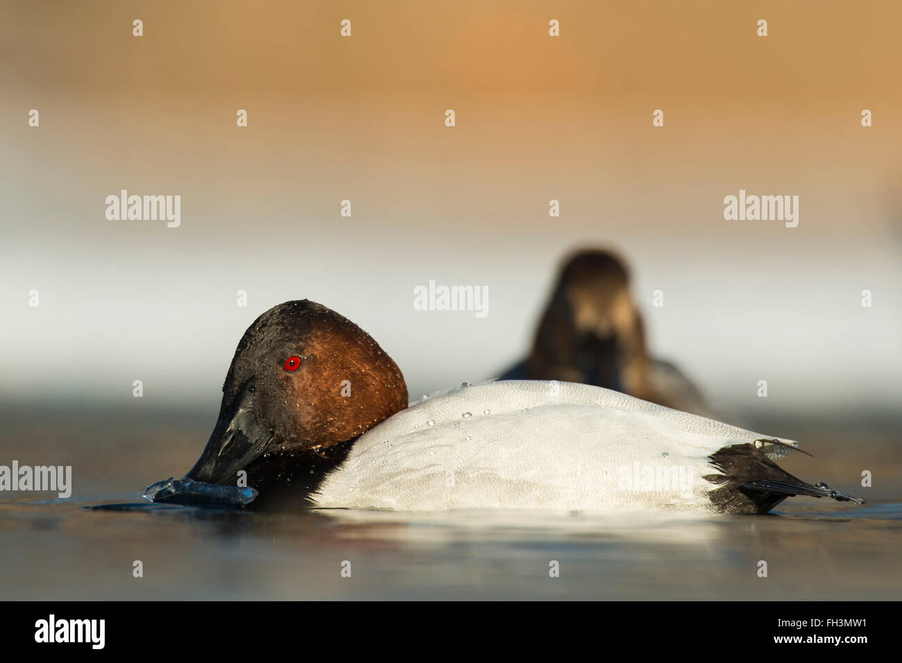 Hen Canvasback Duck Stock Photo - Alamy