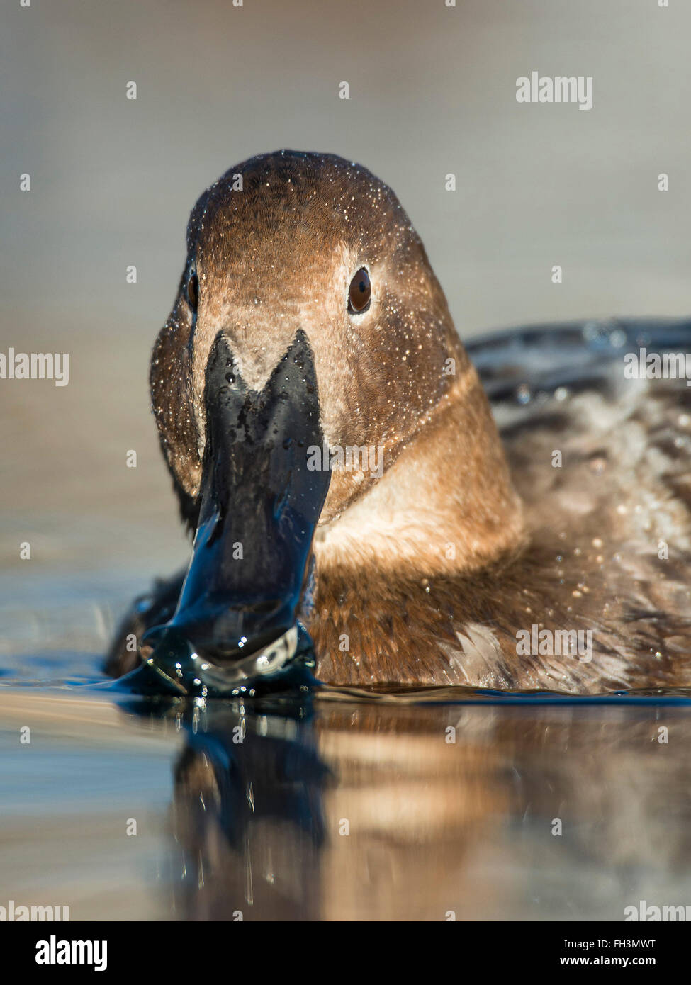 Canvasback duck hi-res stock photography and images - Alamy