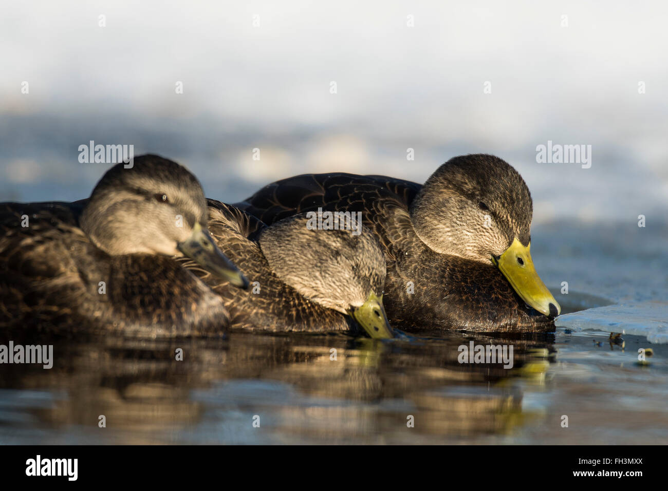 American Black Duck Stock Photo - Alamy