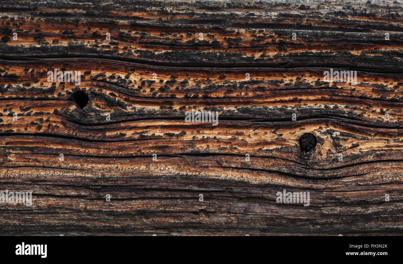 The texture of the log house elements showing wood fiber, March 29 ...