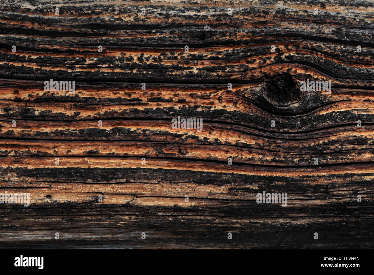 The texture of the log house elements showing wood fiber, March 29 ...