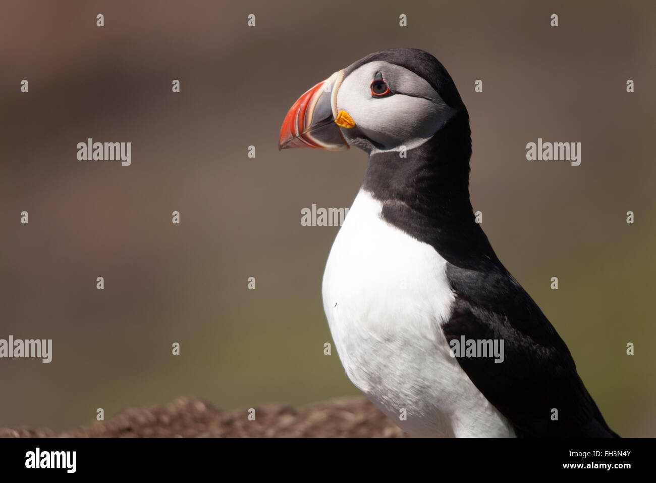A side profile view of a puffin sitting on the ground Stock Photo - Alamy