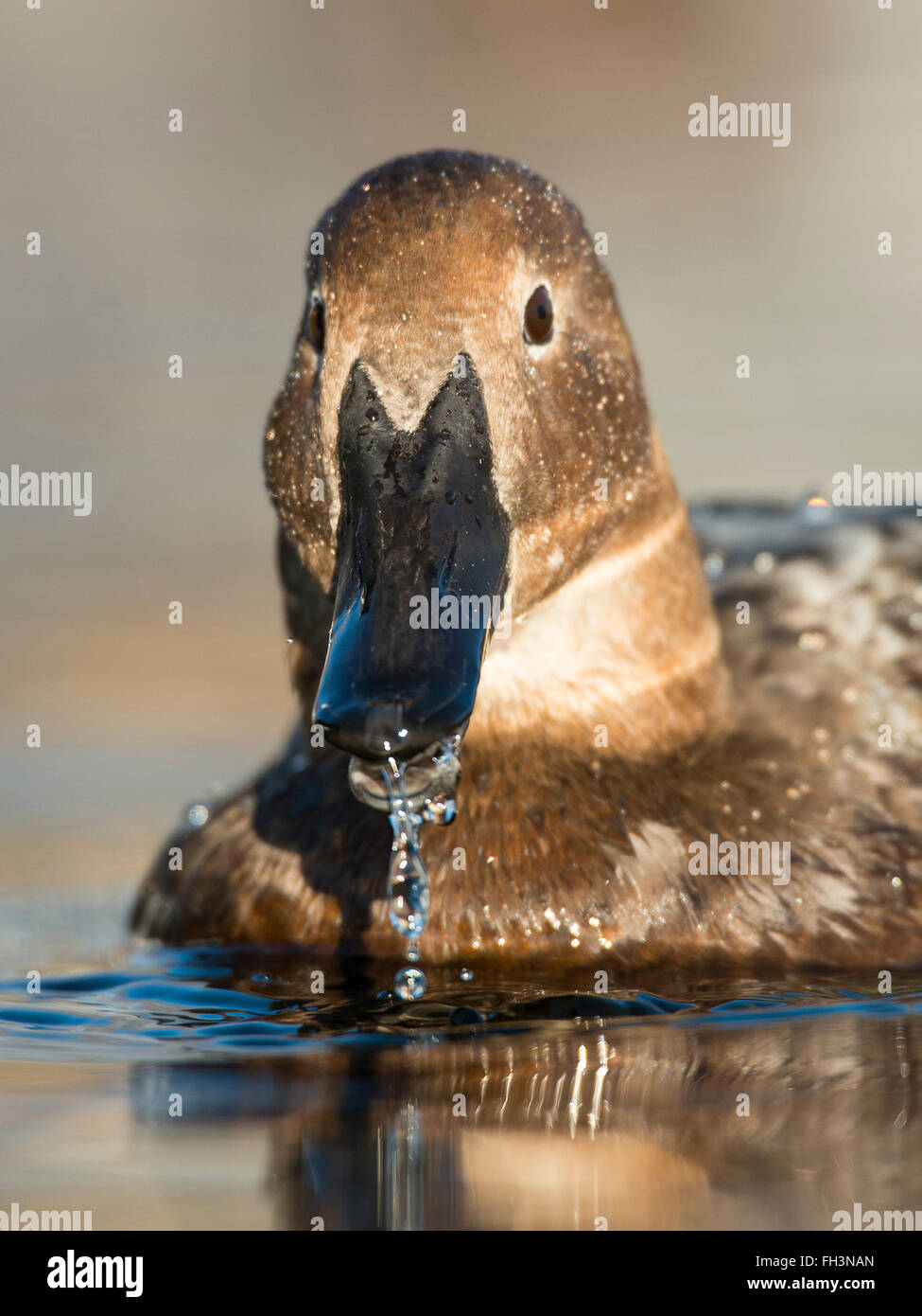 Hen redhead duck hi-res stock photography and images - Alamy