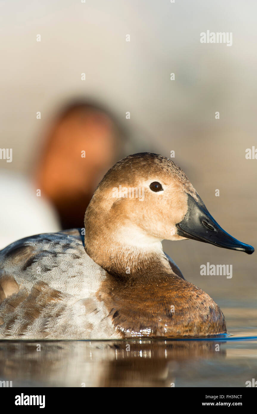 Hen Canvasback Duck Stock Photo - Alamy