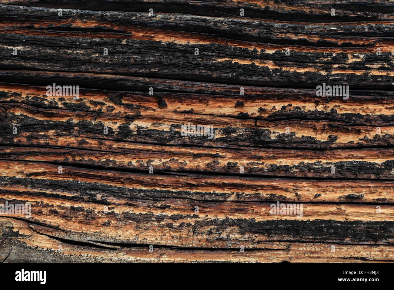 The texture of the log house elements showing wood fiber, March 29 ...