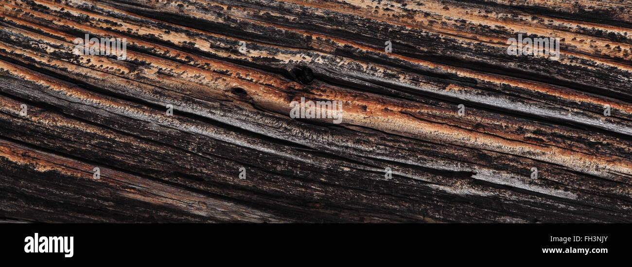 The texture of the log house elements showing wood fiber, March 29 ...