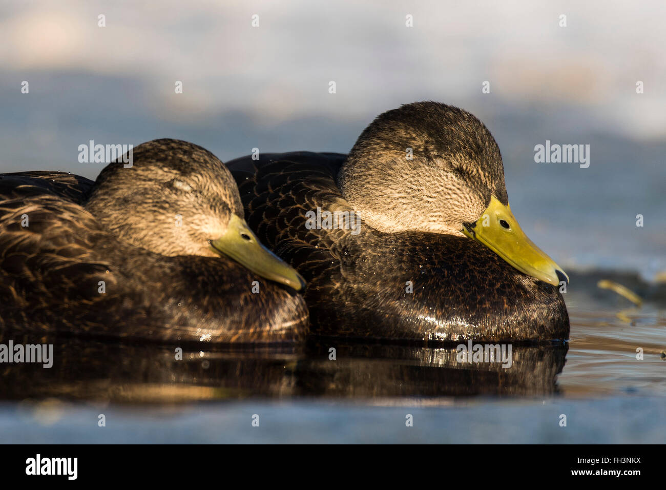 American Black Duck Stock Photo - Alamy