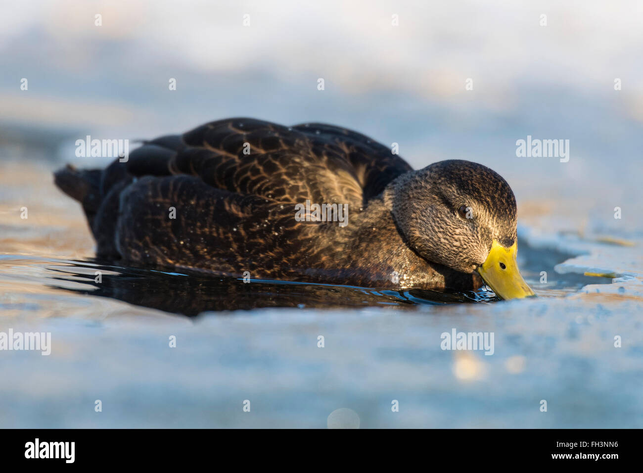 American Black Duck Stock Photo - Alamy