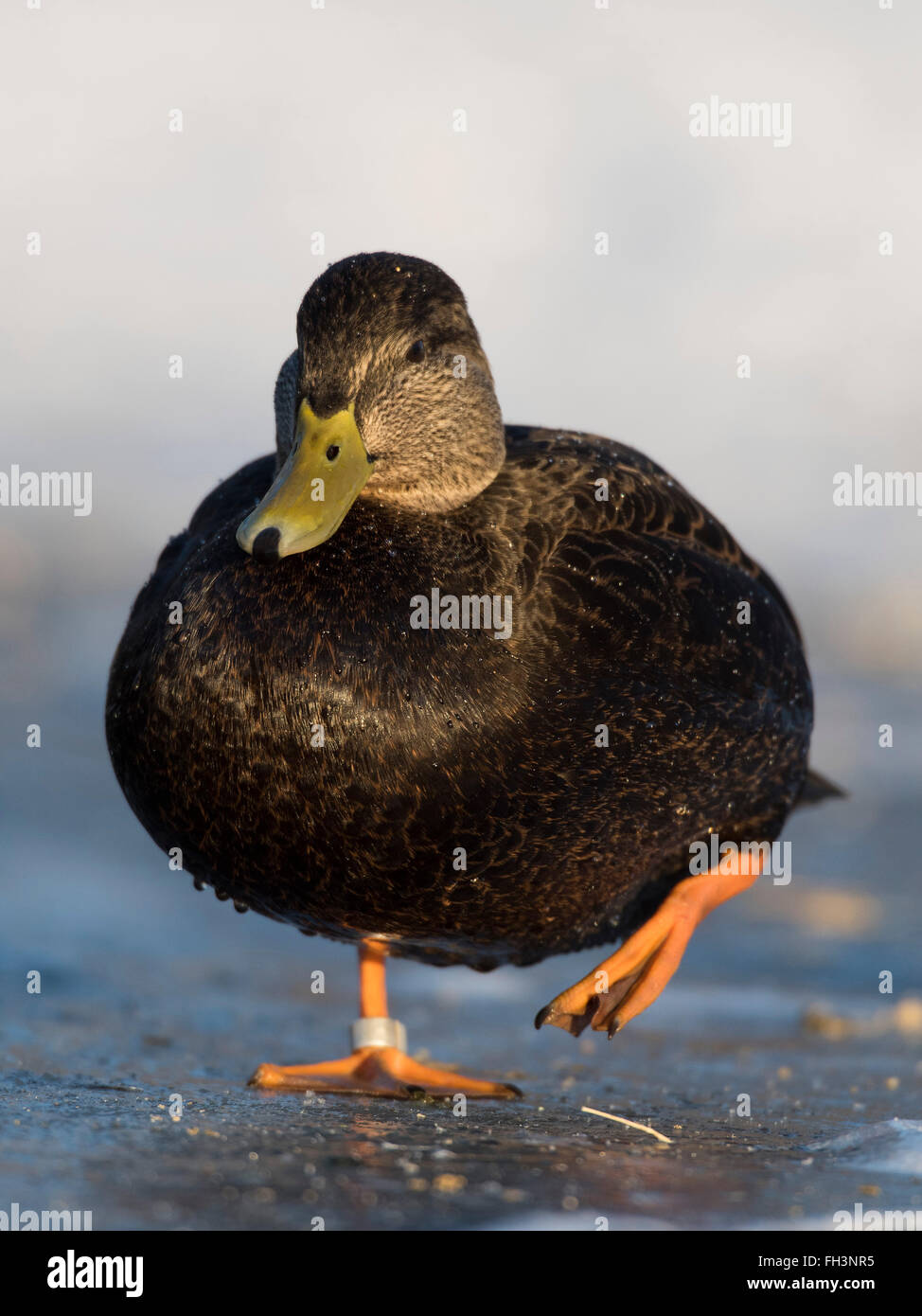 American Black Duck Stock Photo - Alamy