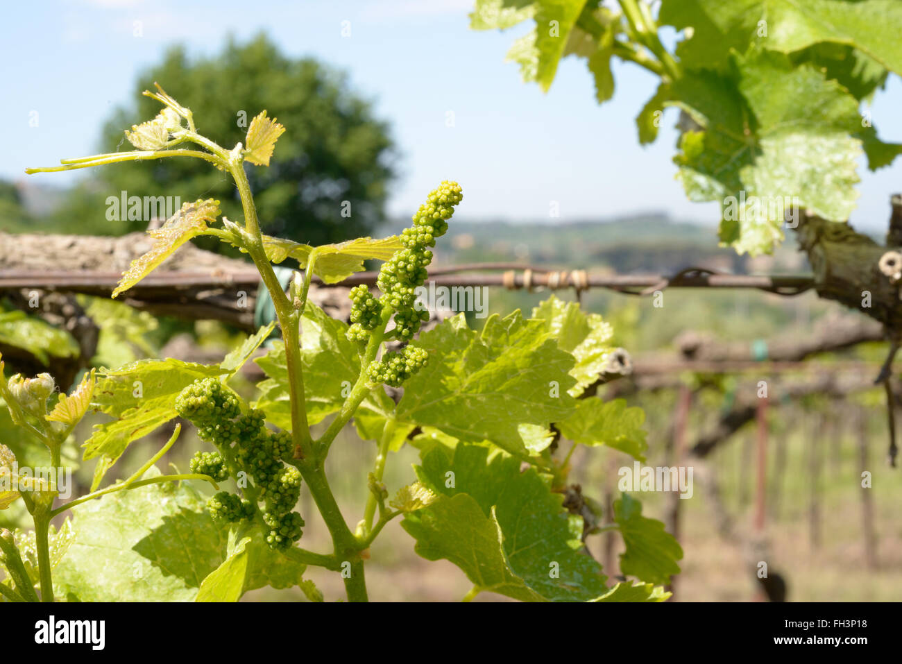 Young grape bud in a italian vineyard Stock Photo - Alamy