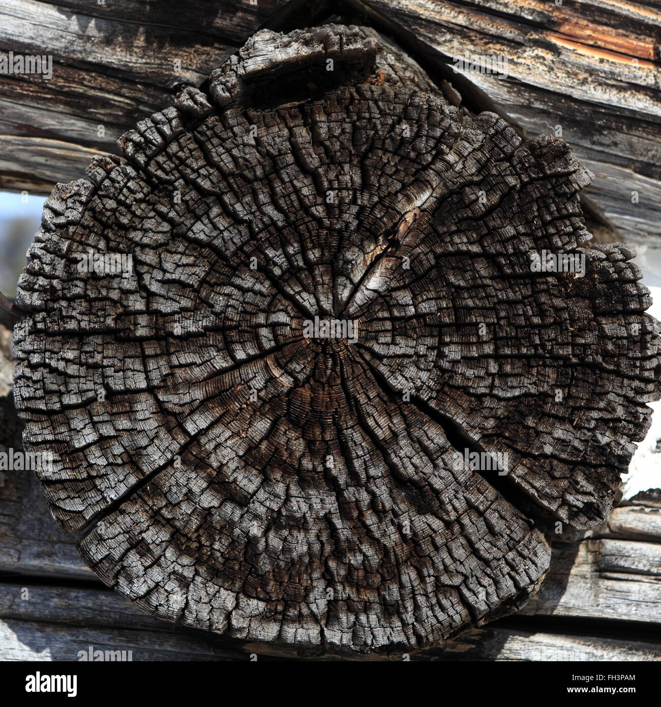 The texture of the log house elements showing wood fiber, March 29 ...