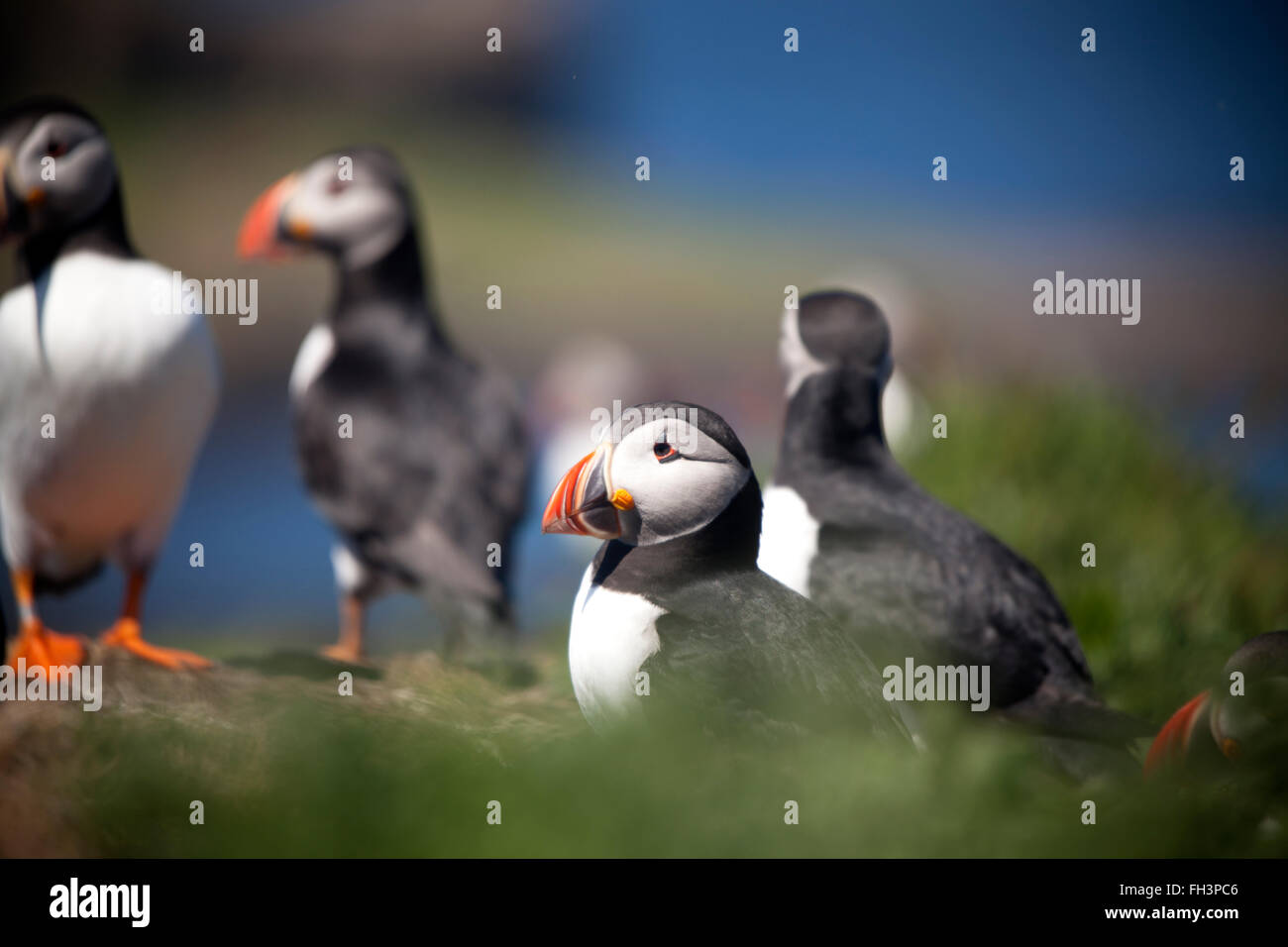 A flock of puffins sit and stand in the grass Stock Photo - Alamy
