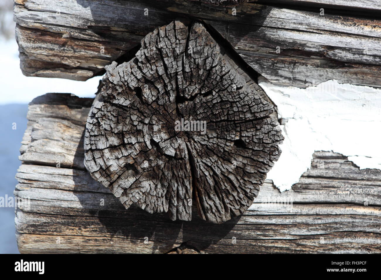 The texture of the log house elements showing wood fiber, March 29 ...