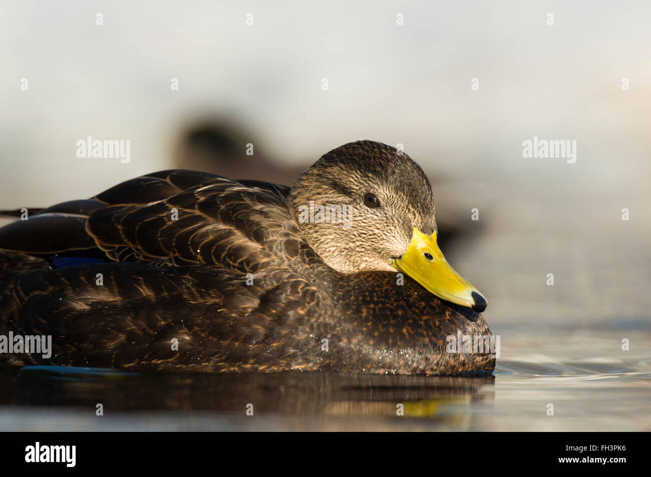 American Black Duck Stock Photo - Alamy