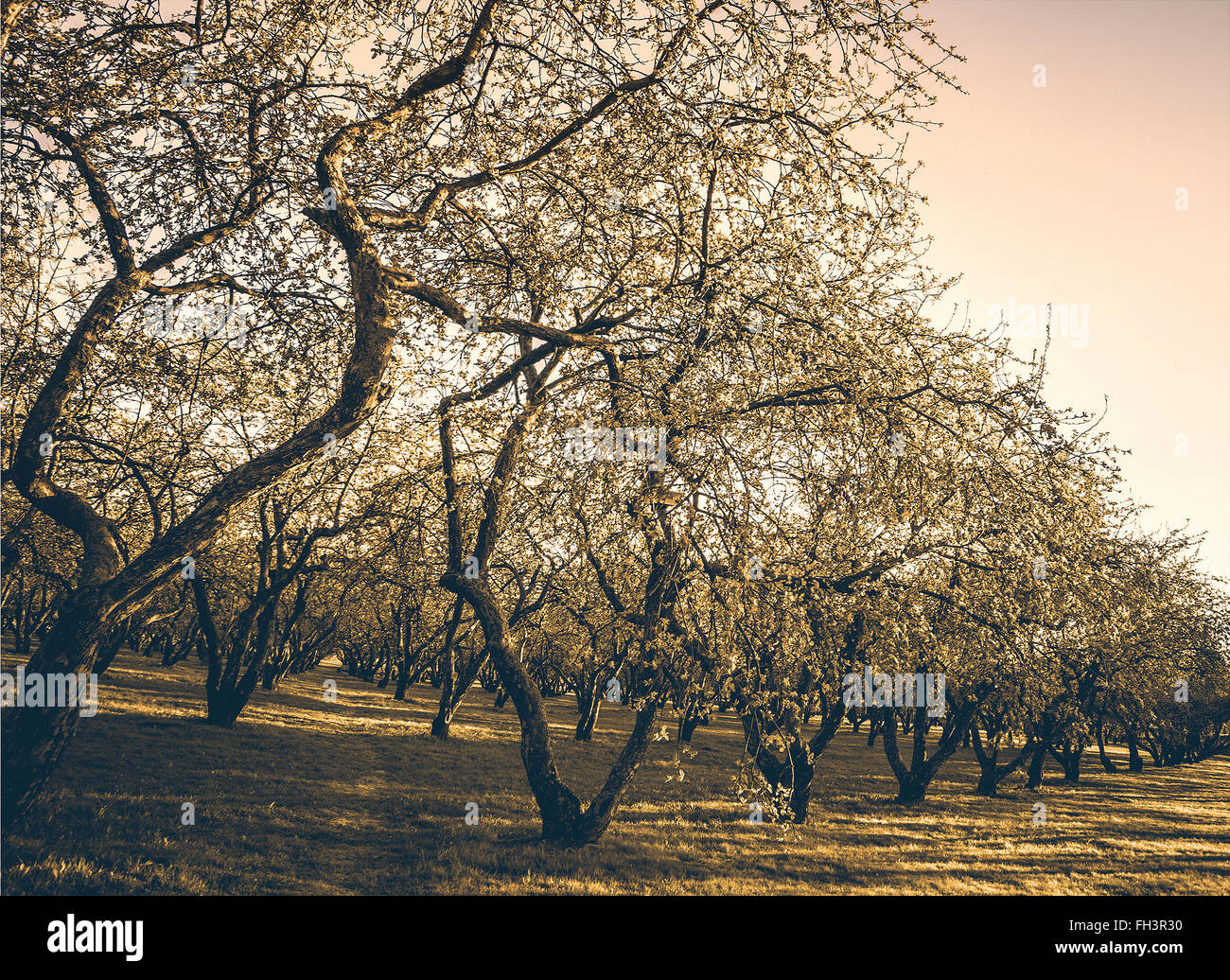 Crooked apple trees hi-res stock photography and images - Alamy