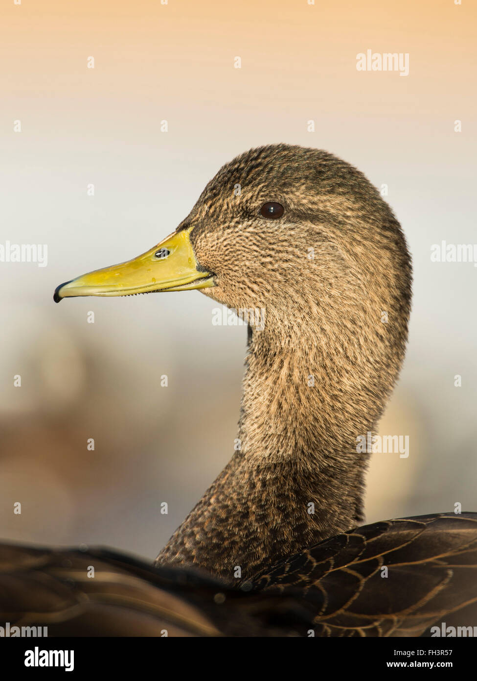 American Black Duck Stock Photo - Alamy