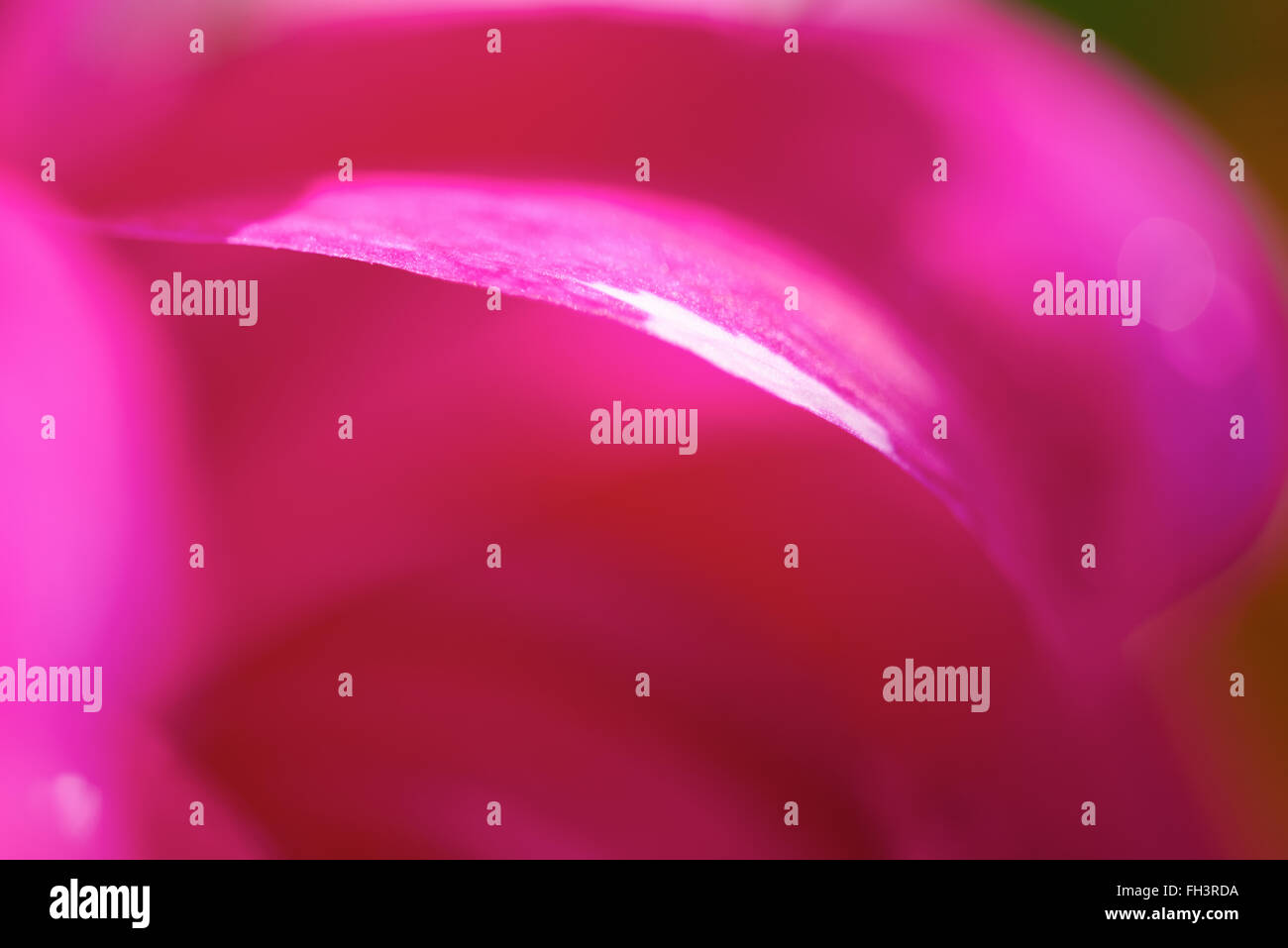 Purple dhalia hi-res stock photography and images - Alamy