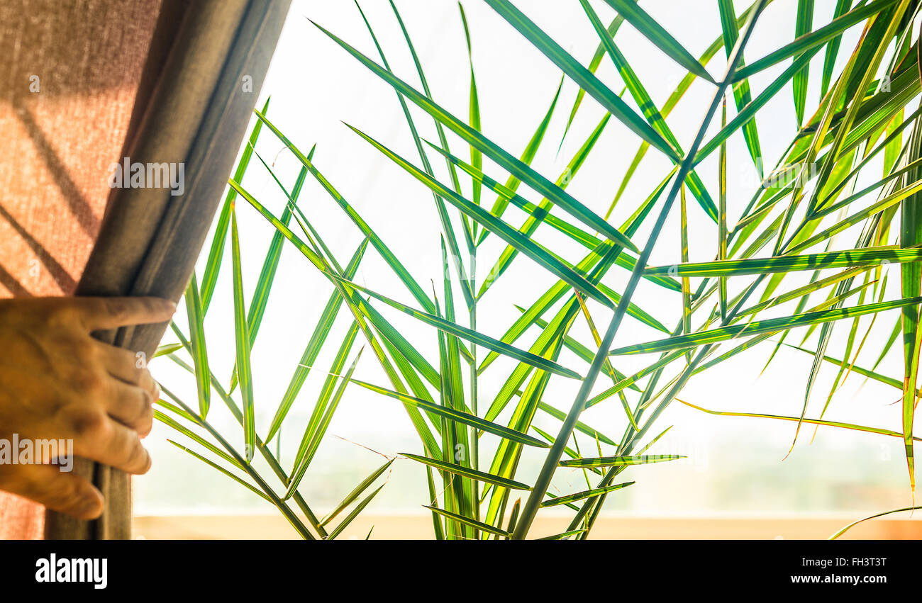 sunny curtained window Stock Photo - Alamy