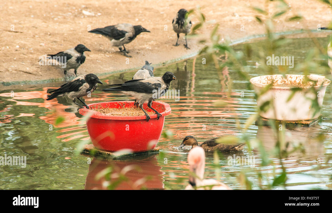 Crows eating hi-res stock photography and images - Alamy