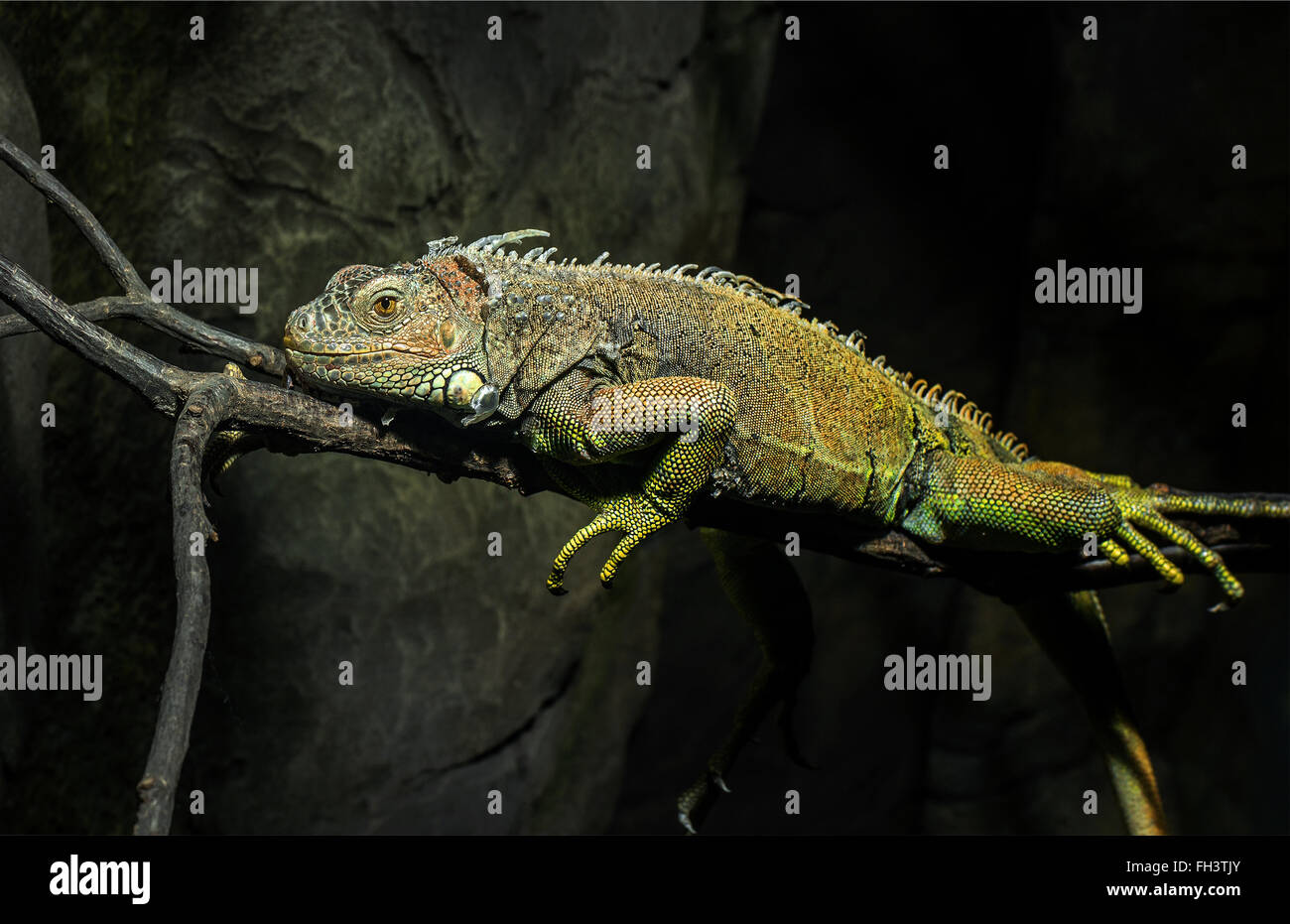 Night of the iguana hi-res stock photography and images - Alamy