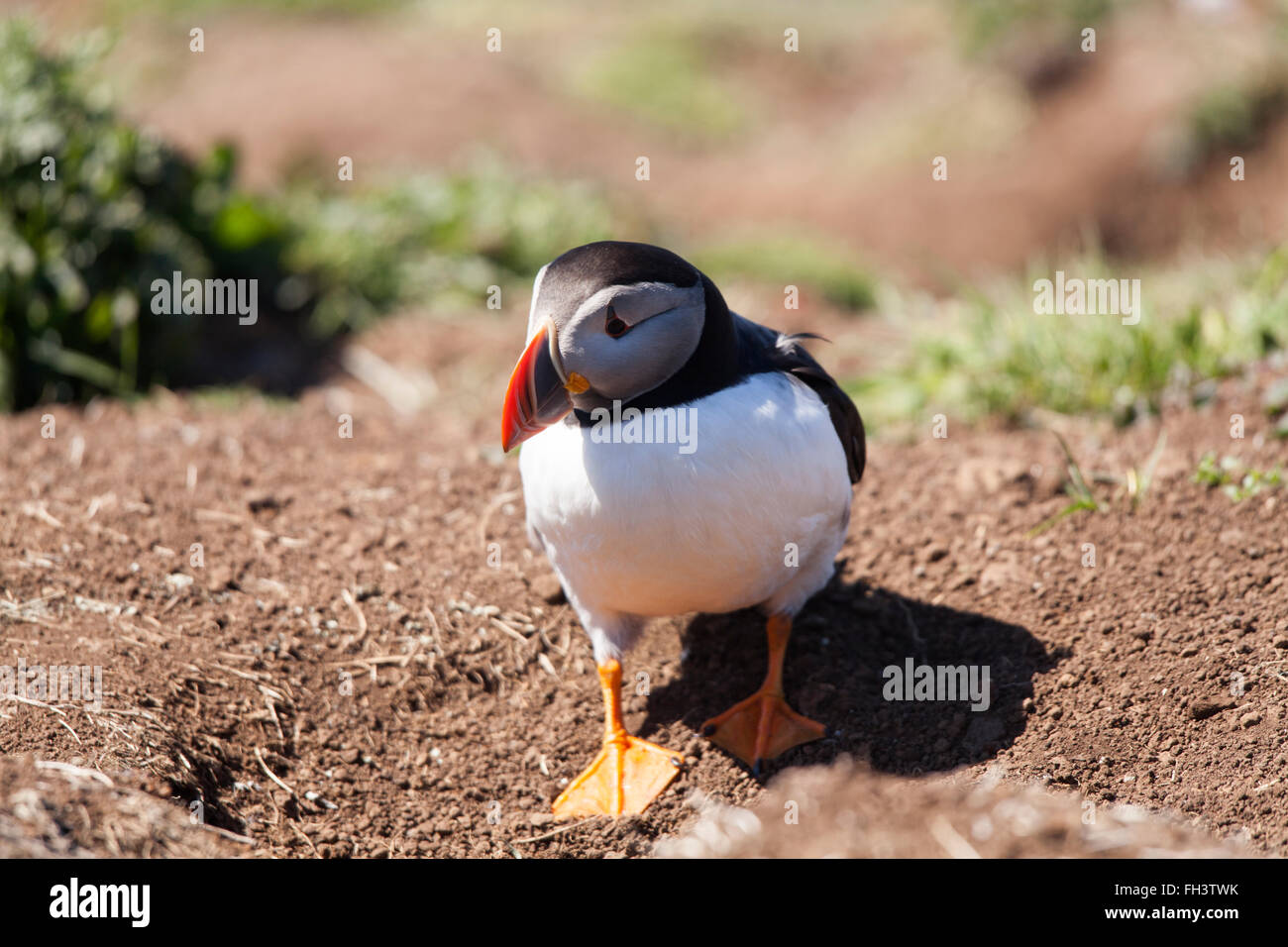 Puffin walking wildlife hi-res stock photography and images - Alamy
