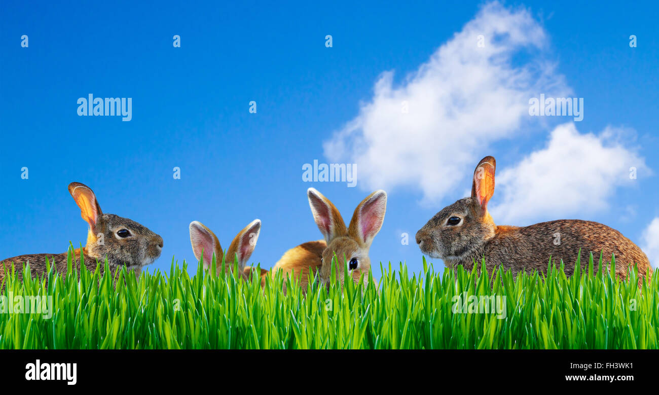 Bunny In A Zoo High Resolution Stock Photography and Images - Alamy