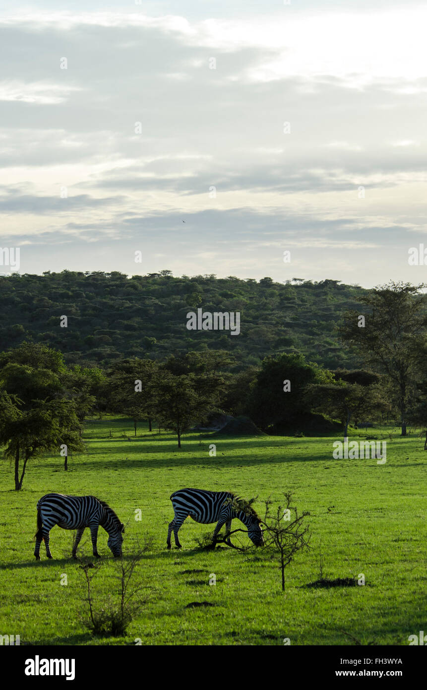 Two zebra grazing peacefully in a large plain while the sun set on them ...