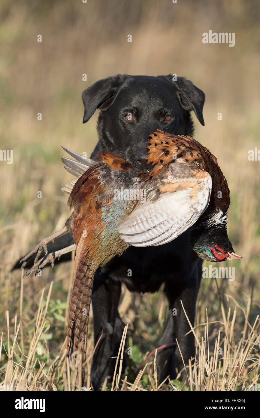 A Black Lab retrieving a Rooster Pheasant Stock Photo - Alamy