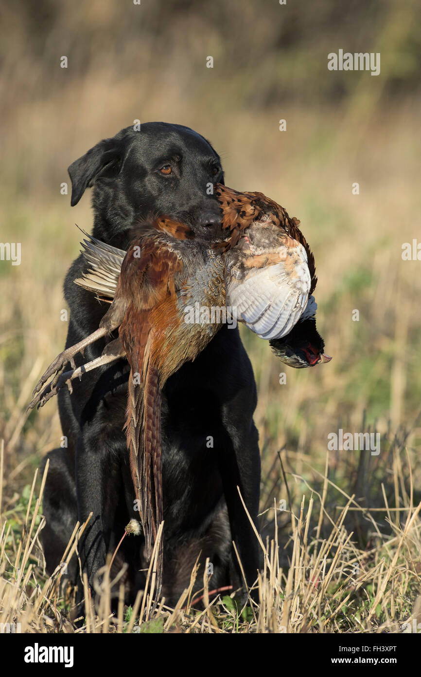A Black Lab retrieving a Rooster Pheasant Stock Photo - Alamy