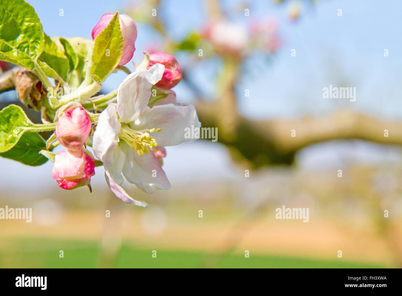 Abloom tree hi-res stock photography and images - Alamy
