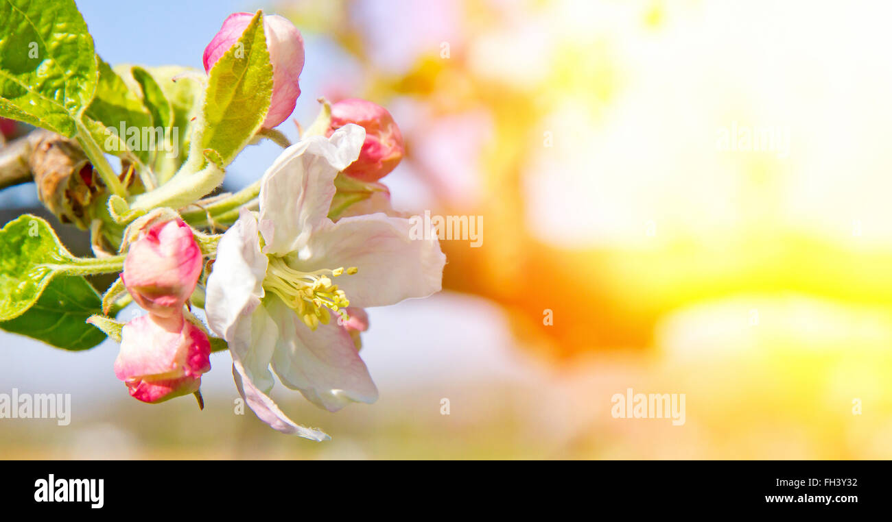 Apple tree in the sun Stock Photo - Alamy