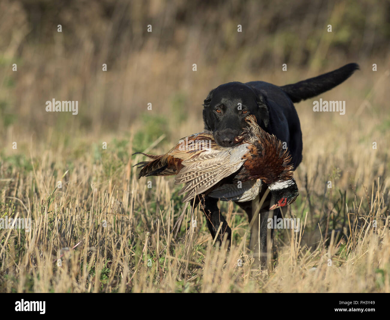 A Black Lab retrieving a Rooster Pheasant Stock Photo - Alamy
