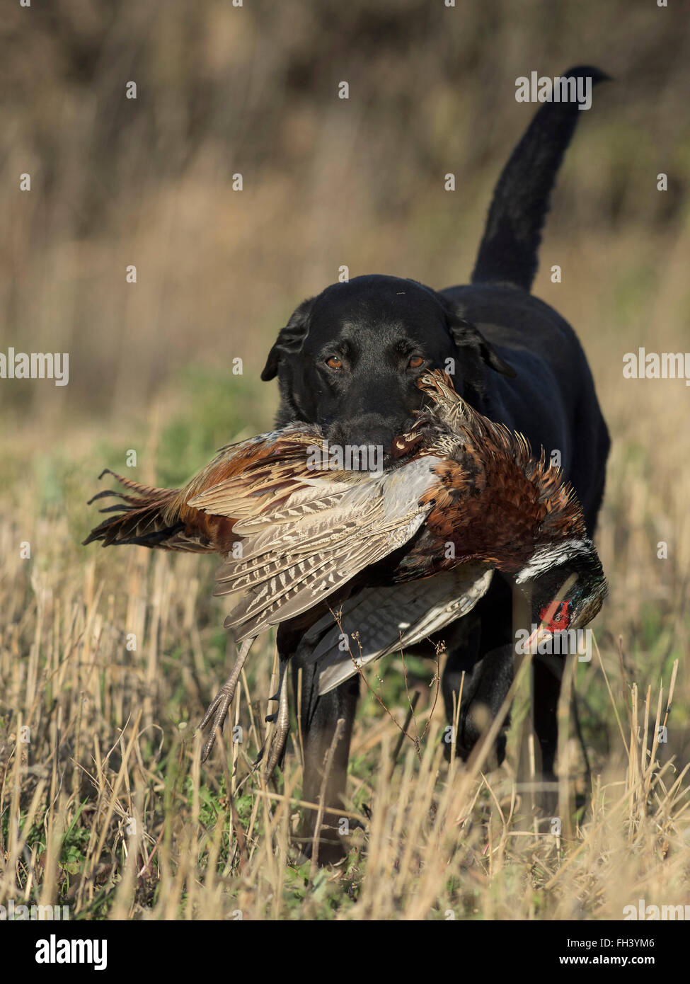 A Black Lab retrieving a Rooster Pheasant Stock Photo - Alamy