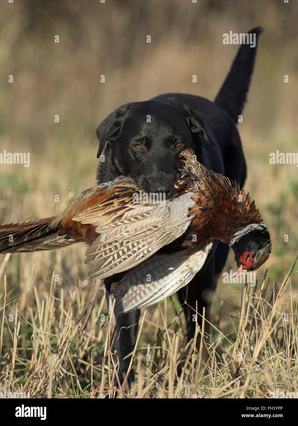 A Black Lab retrieving a Rooster Pheasant Stock Photo - Alamy